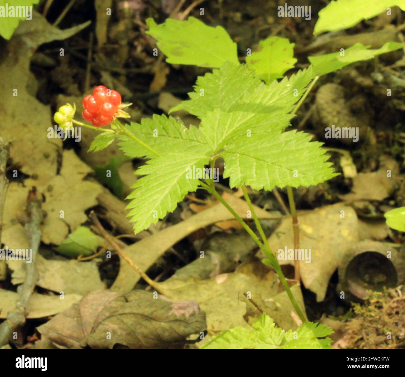 dwarf raspberry (Rubus pubescens Stock Photo - Alamy