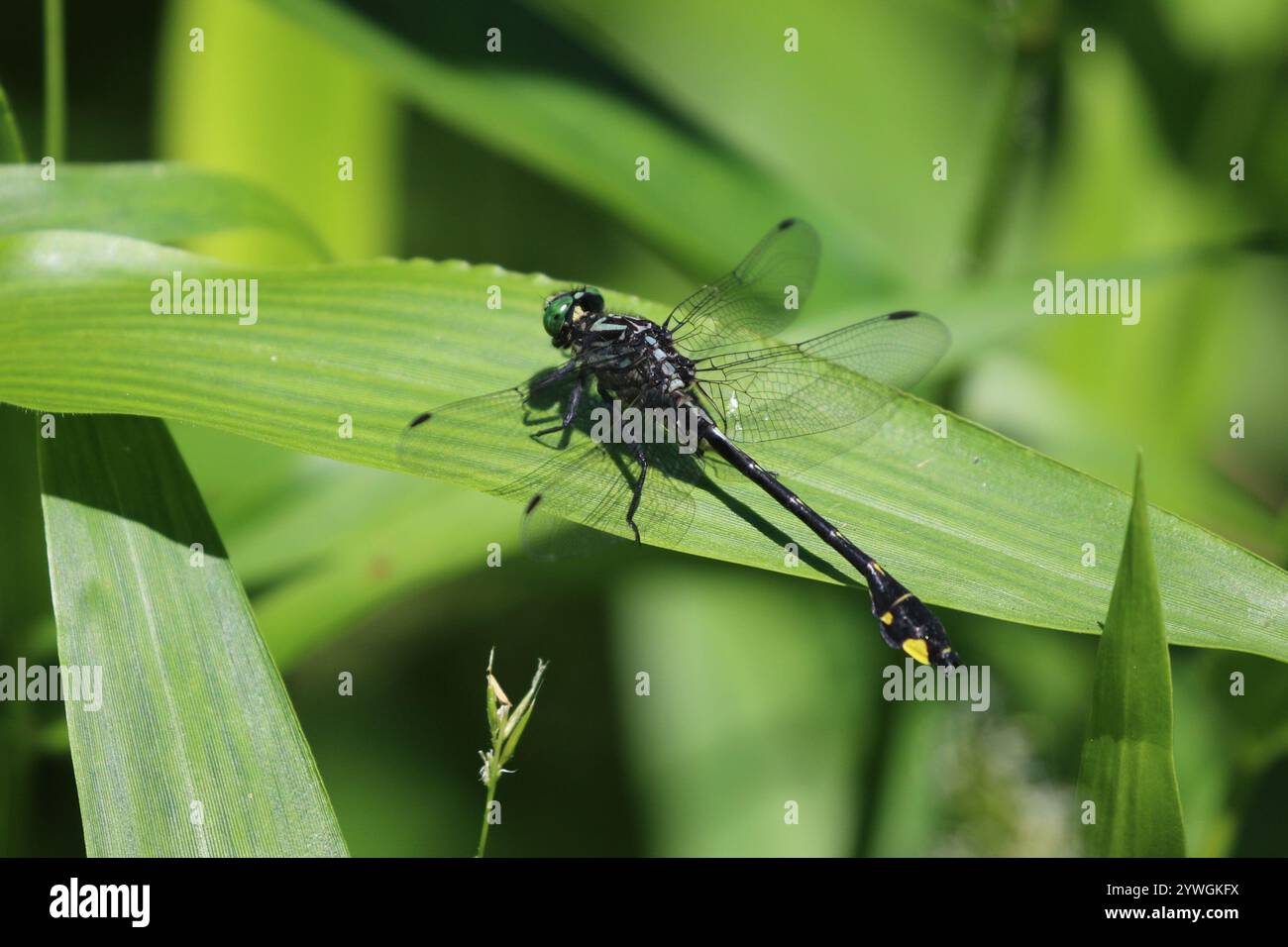 Cobra Clubtail (Gomphurus vastus Stock Photo - Alamy