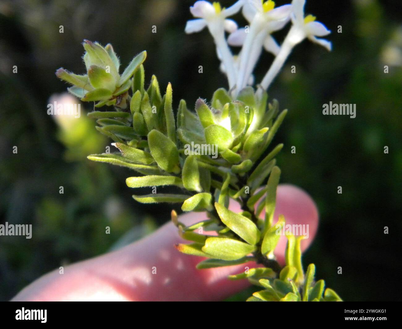 Hairyflower Capesaffron (Gnidia tomentosa Stock Photo - Alamy
