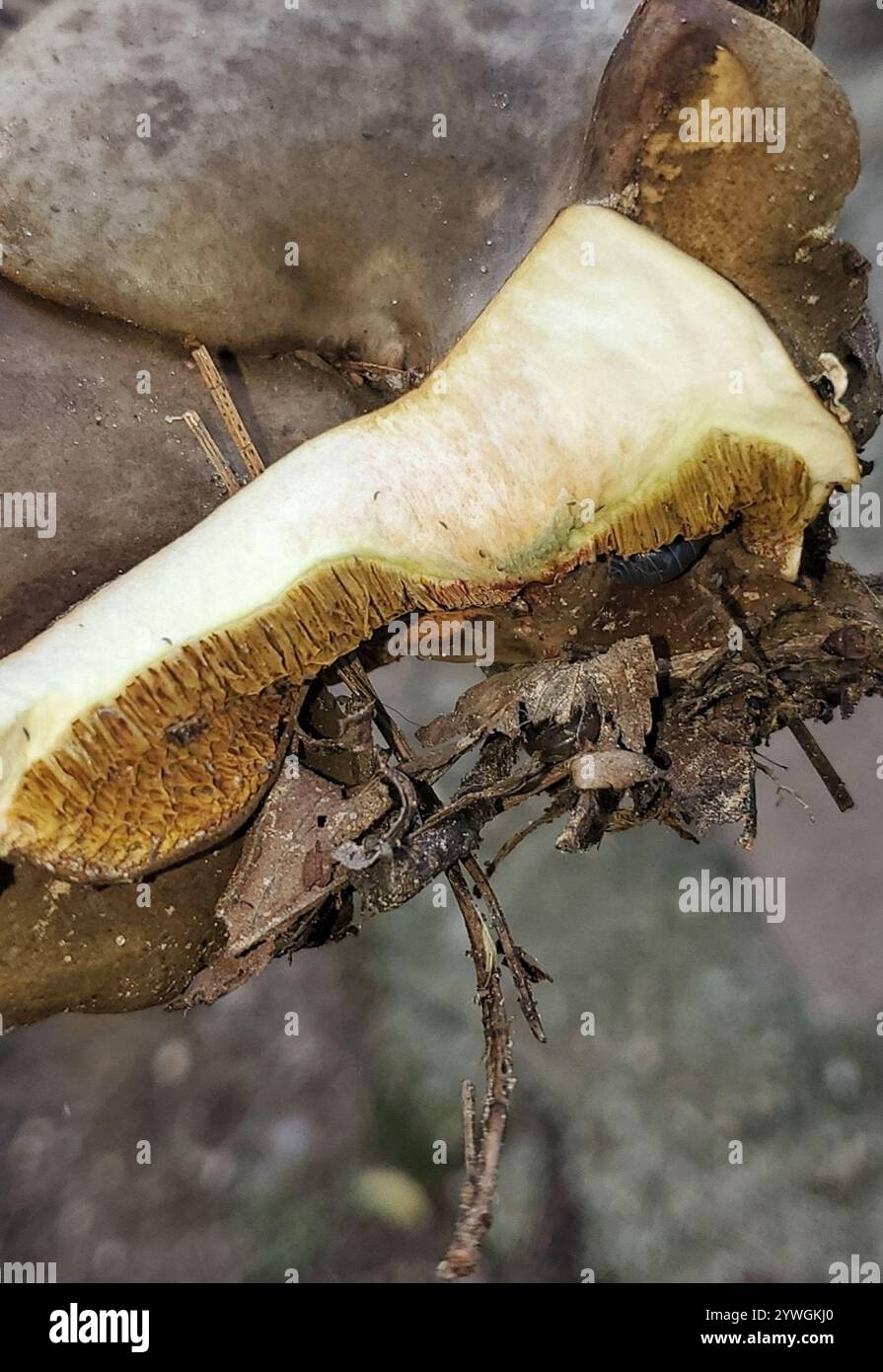 ash-tree bolete (Boletinellus merulioides Stock Photo - Alamy