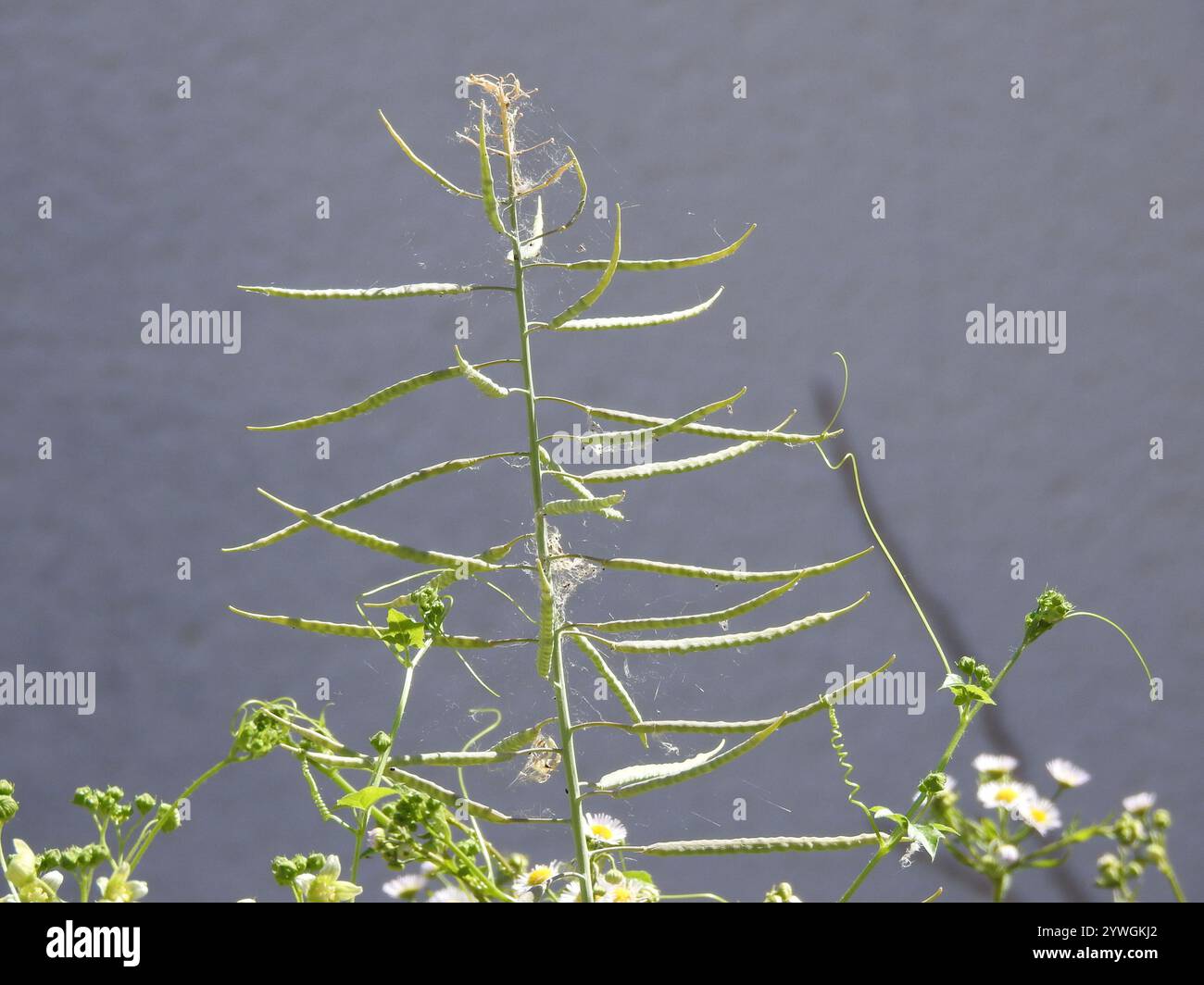 White Mustard (Sinapis alba Stock Photo - Alamy