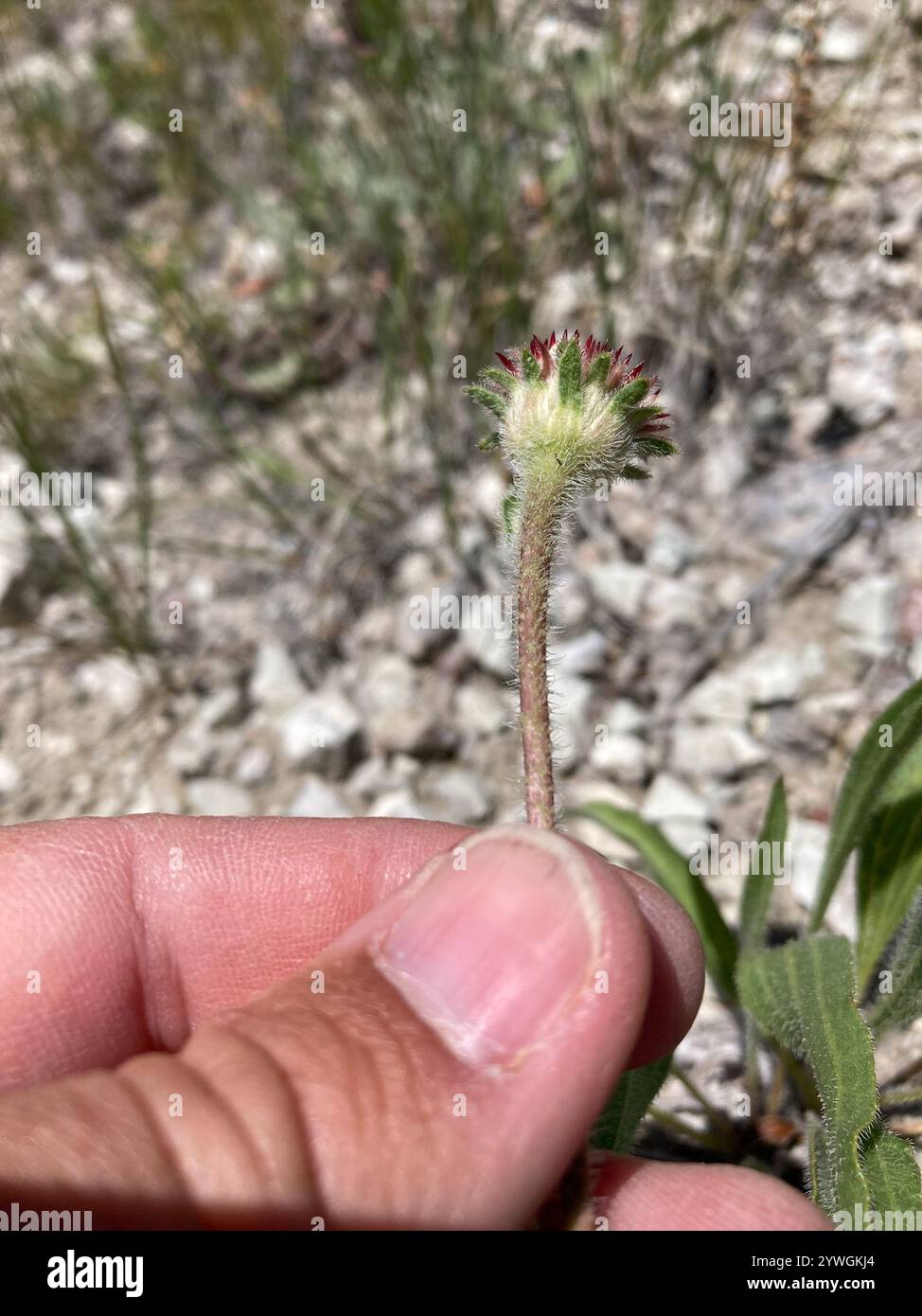 narrow-leaved purple coneflower (Echinacea angustifolia Stock Photo - Alamy