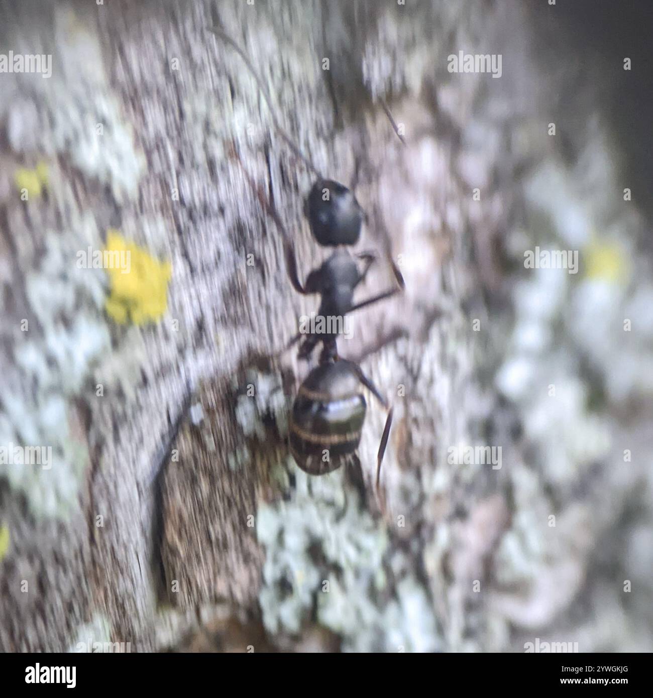 Eastern black carpenter ant hi-res stock photography and images - Alamy