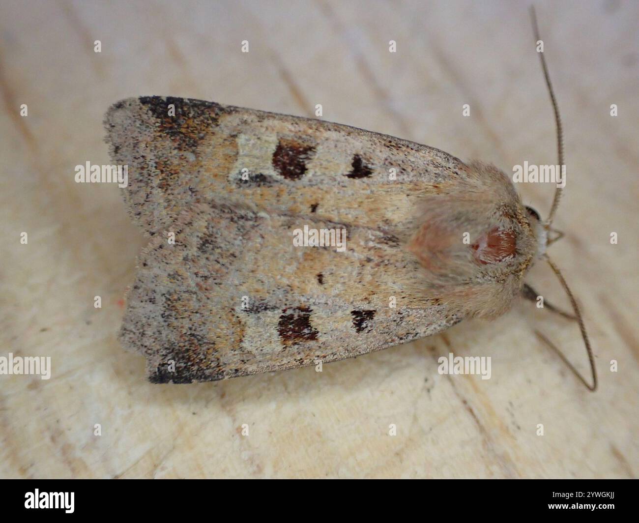 Ingrailed Clay (Diarsia mendica Stock Photo - Alamy