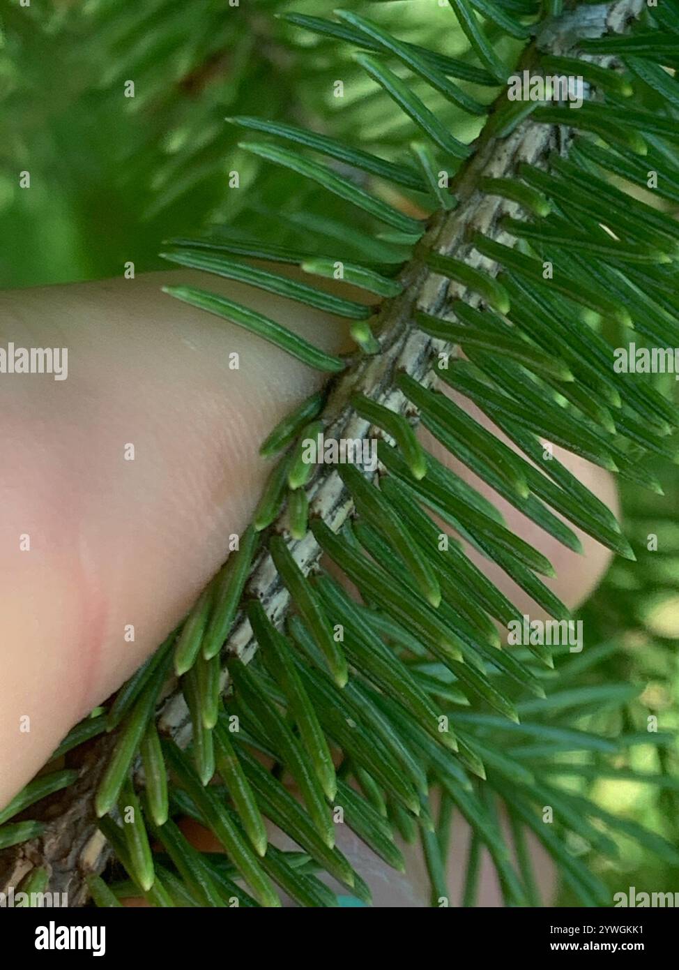 white spruce (Picea glauca Stock Photo - Alamy