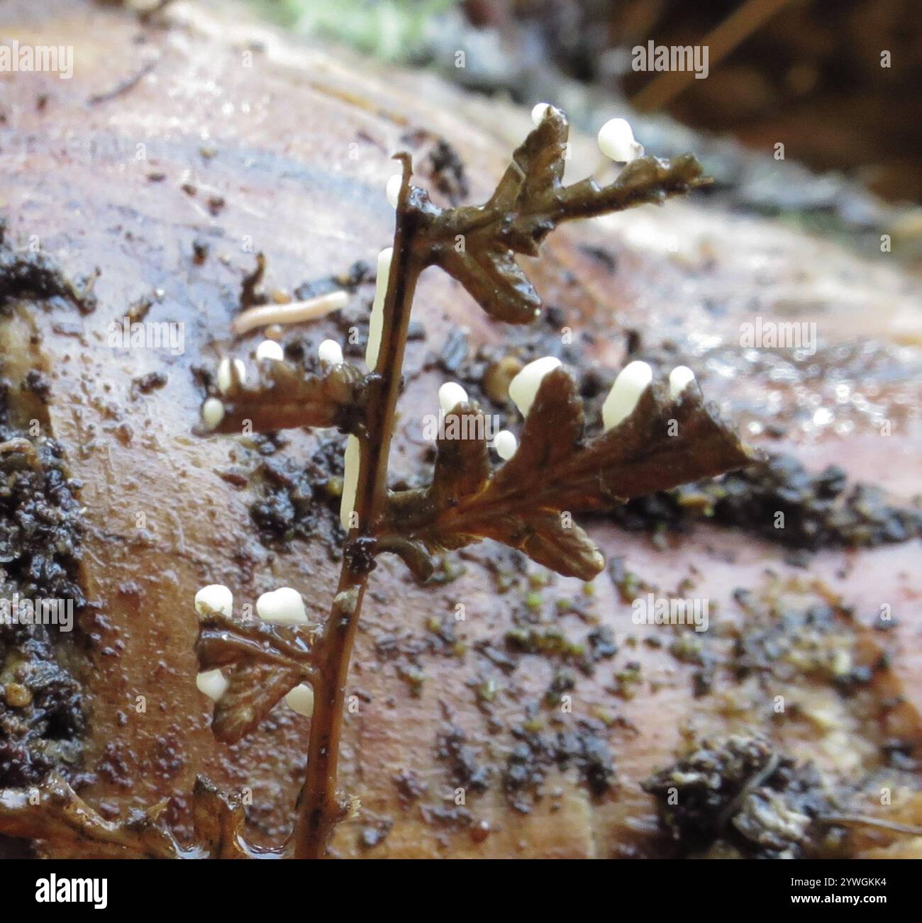 slime molds (Mycetozoa Stock Photo - Alamy