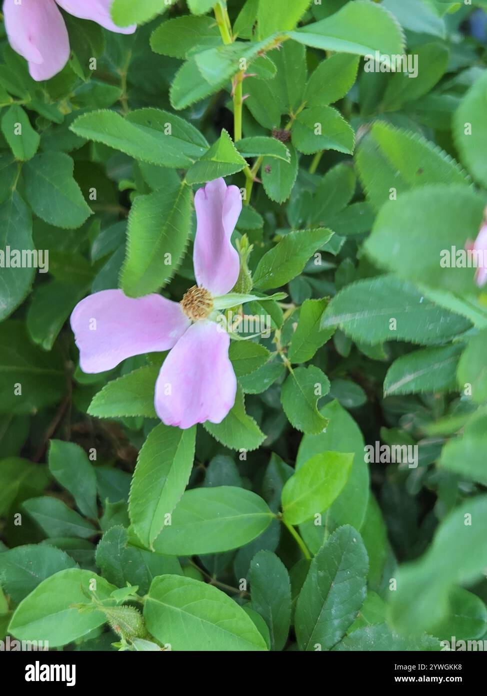 swamp rose (Rosa palustris Stock Photo - Alamy
