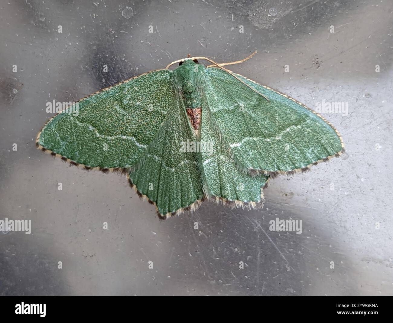Common Emerald (Hemithea aestivaria Stock Photo - Alamy
