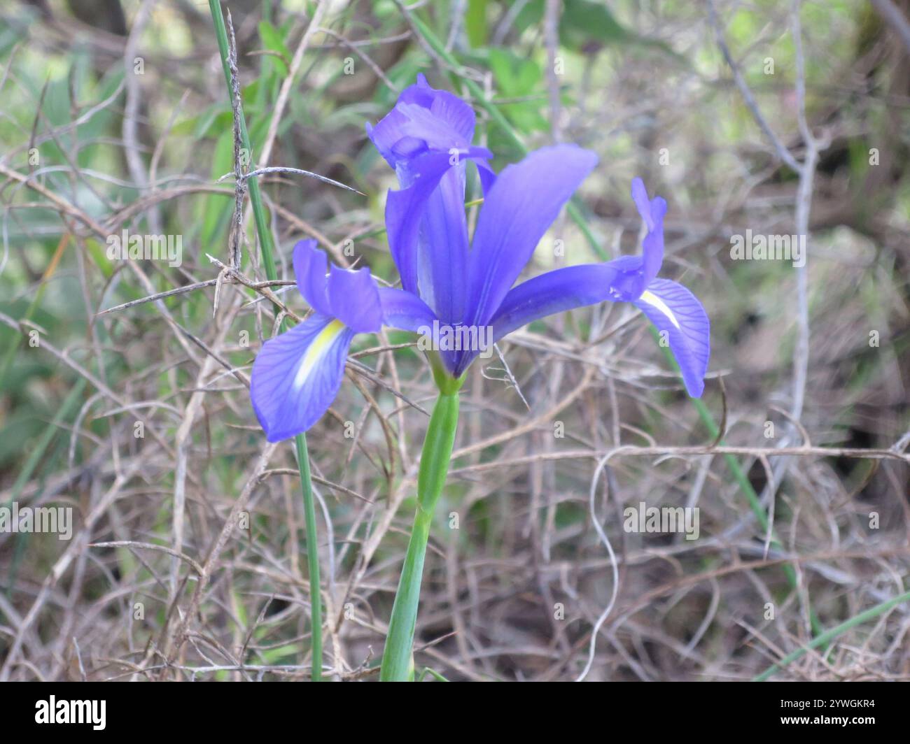 Spanish Iris (Iris xiphium Stock Photo - Alamy
