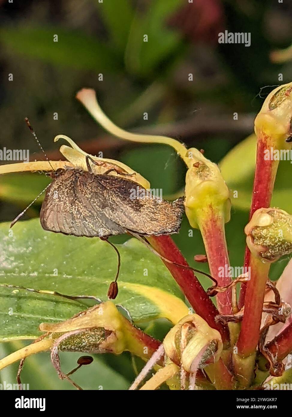 Brown Elfin (Callophrys augustinus Stock Photo - Alamy