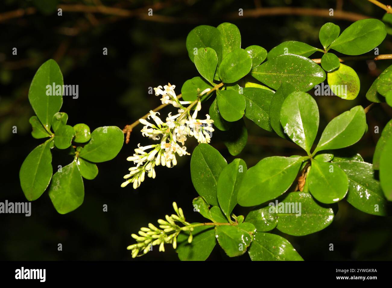 garden privet (Ligustrum ovalifolium Stock Photo - Alamy