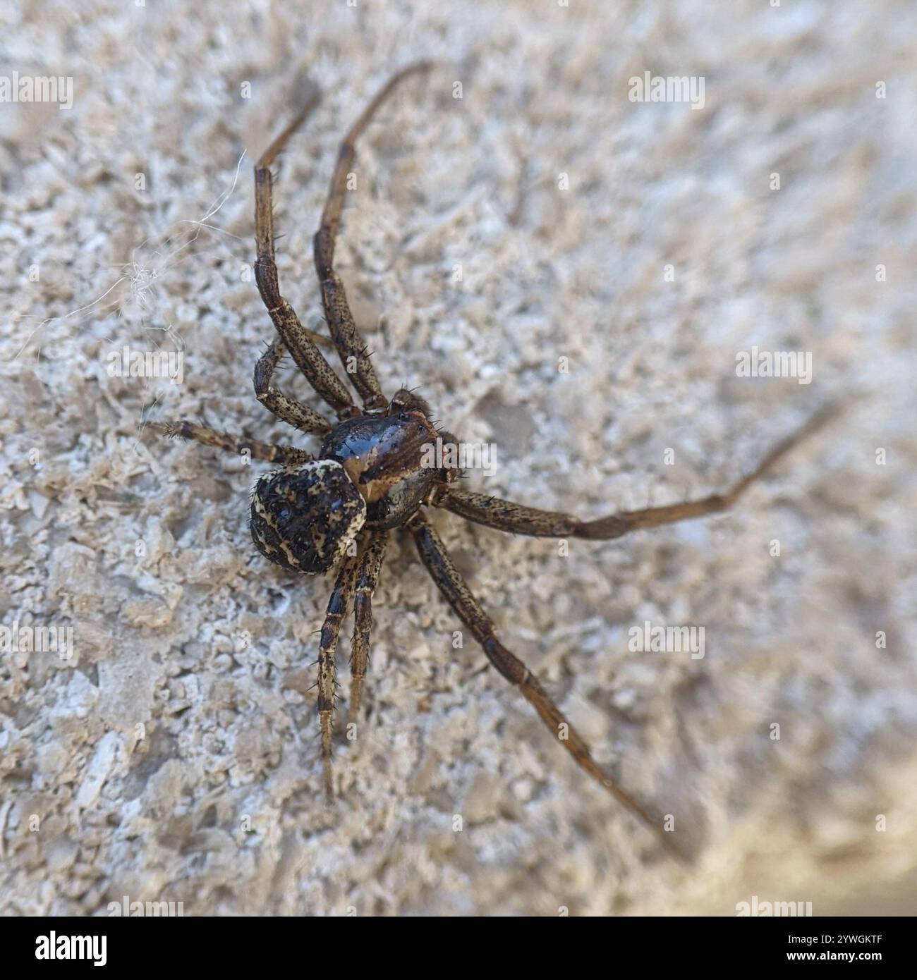 Crab Spiders (Thomisidae Stock Photo - Alamy
