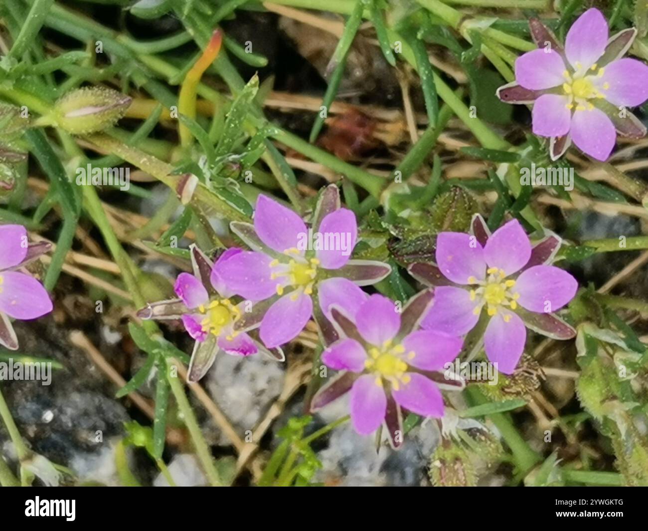 Red Sand Spurrey (Spergularia rubra Stock Photo - Alamy