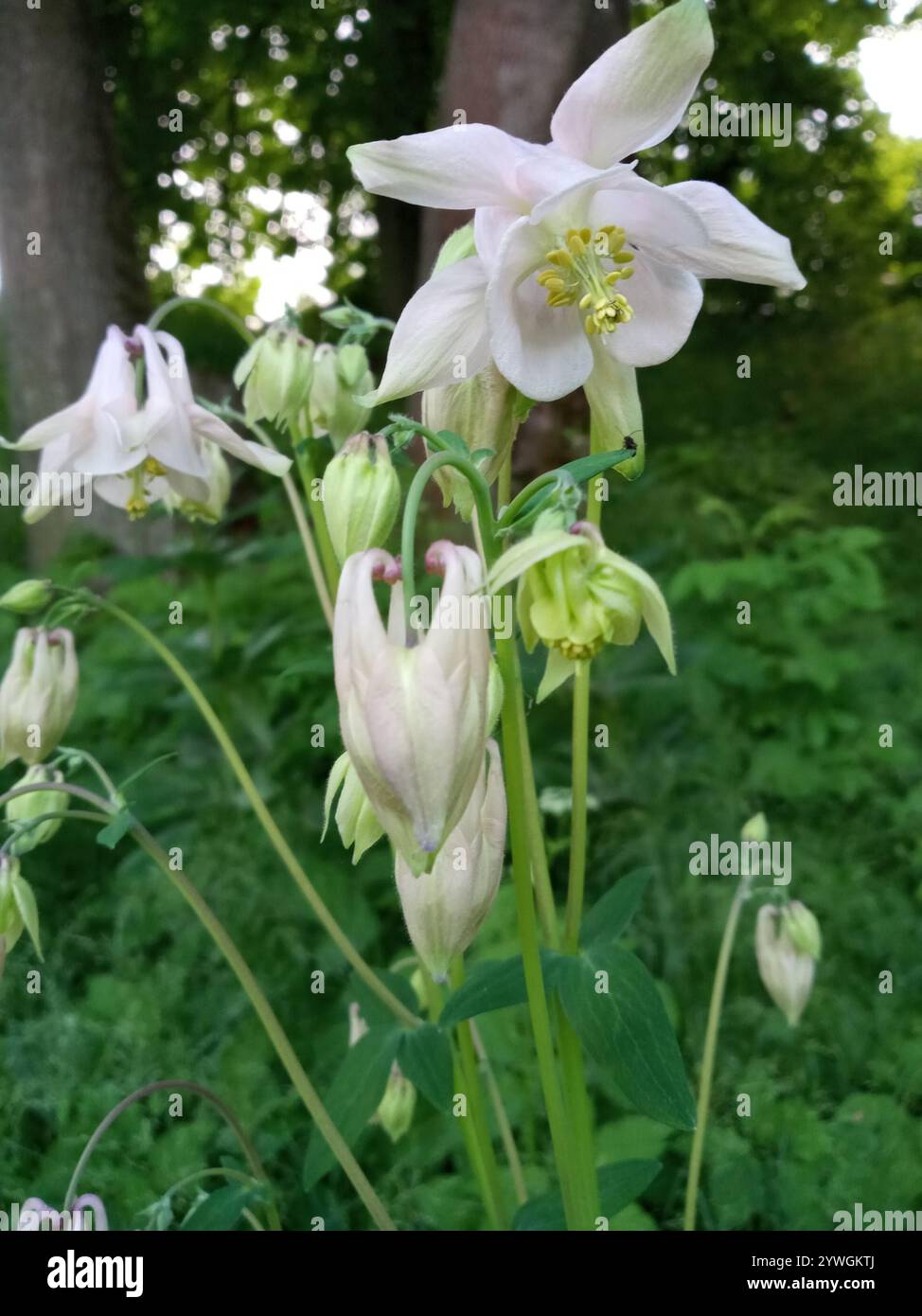 common columbine (Aquilegia vulgaris Stock Photo - Alamy