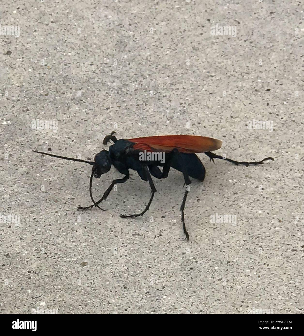 Thisbe's Tarantula-hawk Wasp (Pepsis thisbe Stock Photo - Alamy