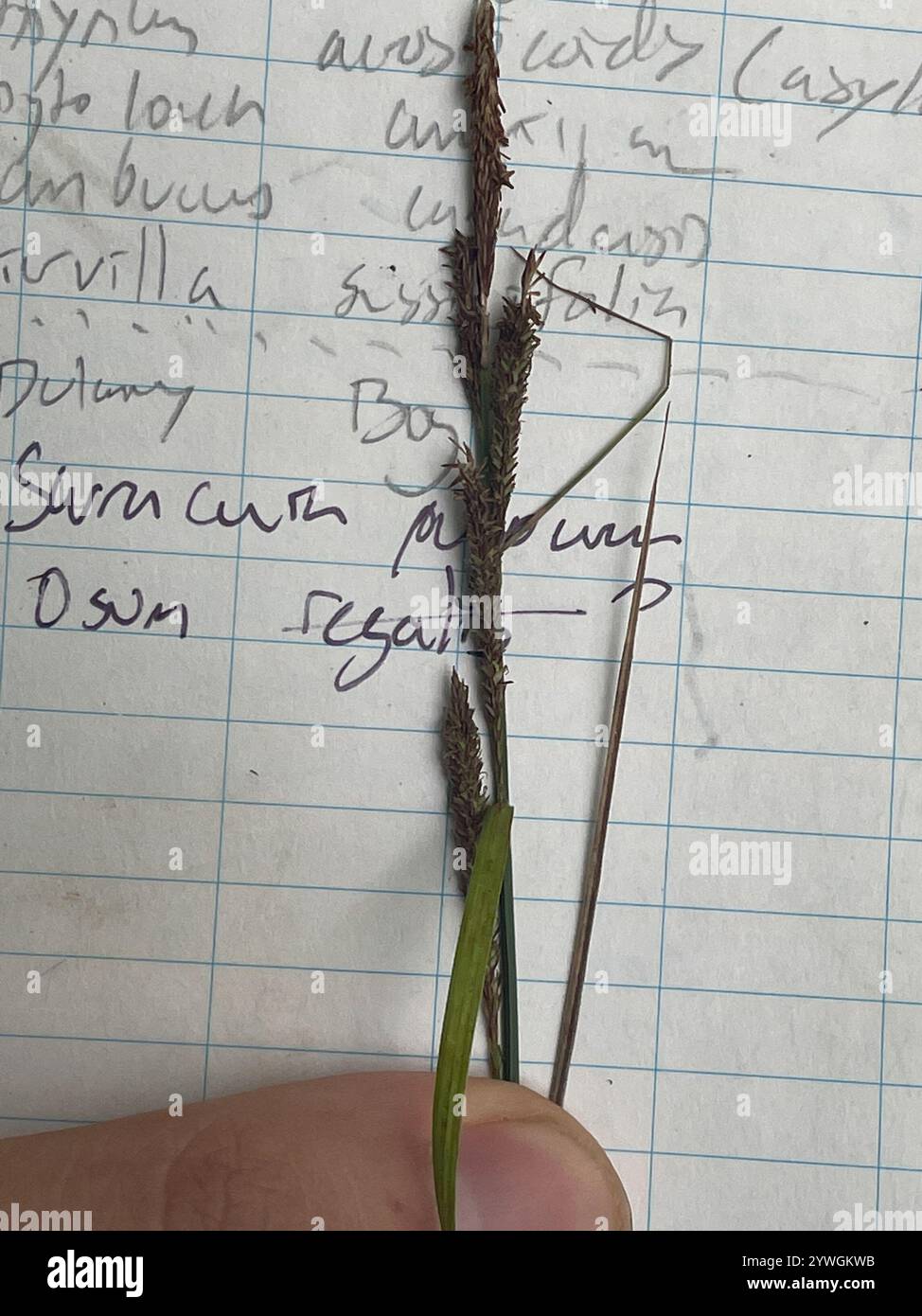 tussock sedge (Carex stricta Stock Photo - Alamy