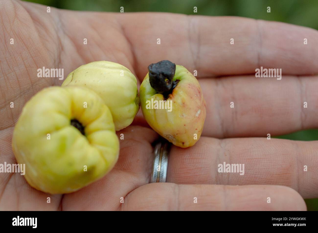 monkey nut (Anacardium humile Stock Photo - Alamy