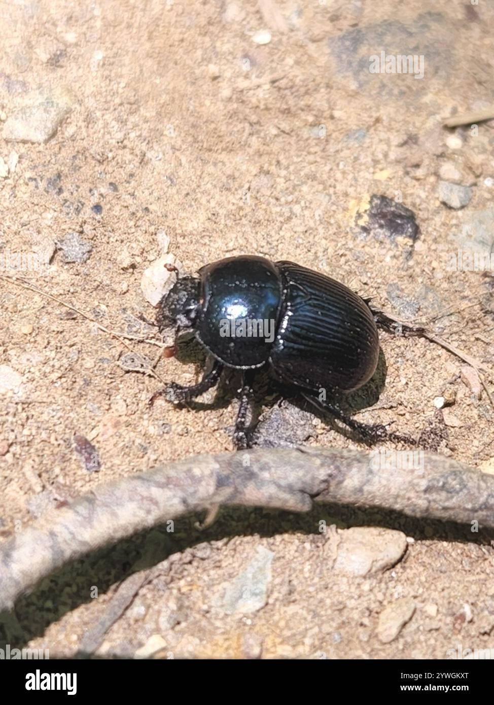 Baly's Earth-boring Beetle (Geotrupes balyi Stock Photo - Alamy