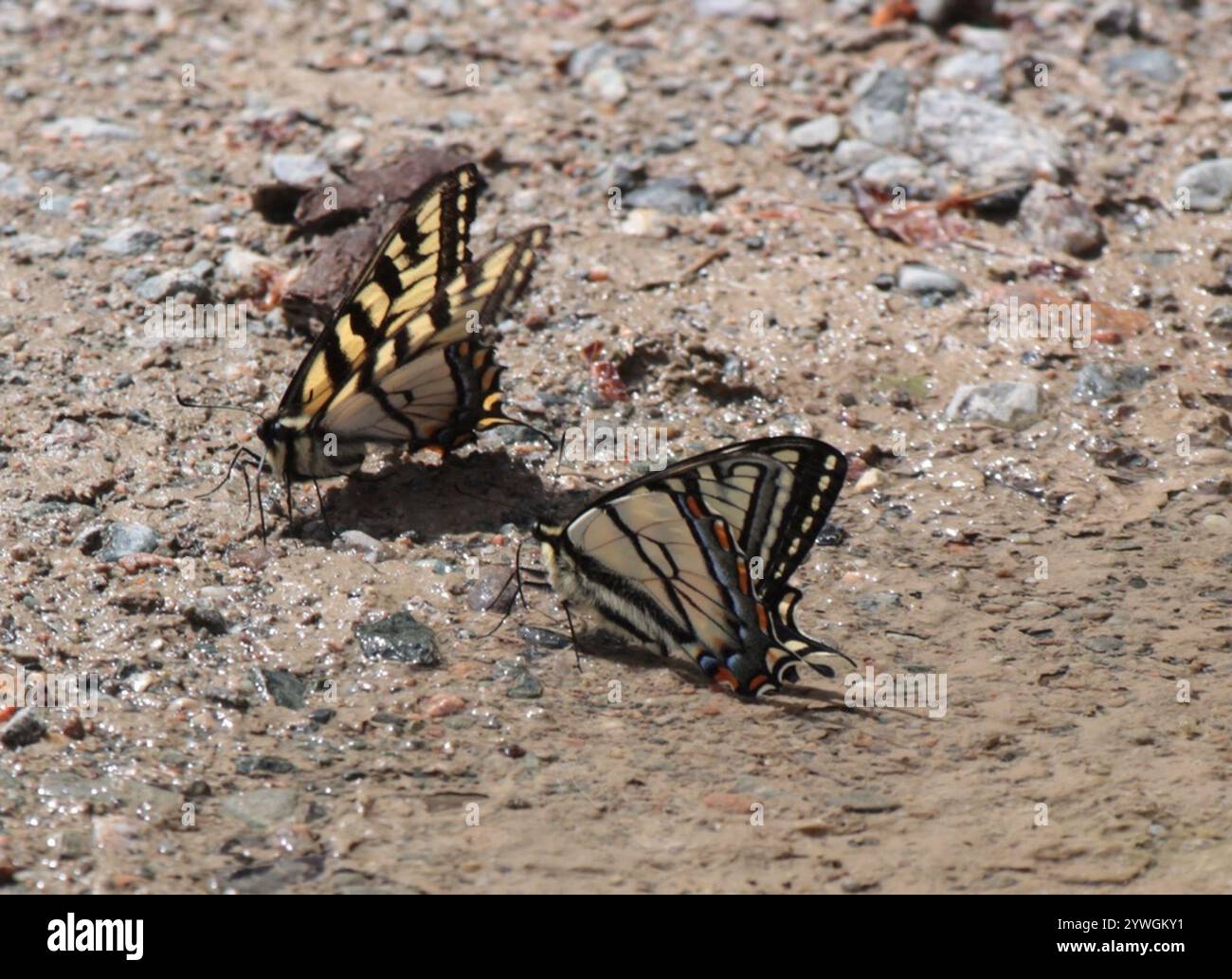 Canadian Tiger Swallowtail (Papilio canadensis Stock Photo - Alamy