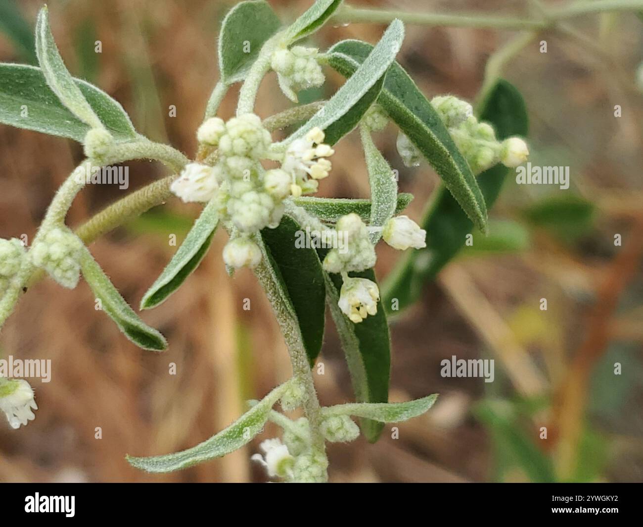 skunkweed (Croton texensis Stock Photo - Alamy