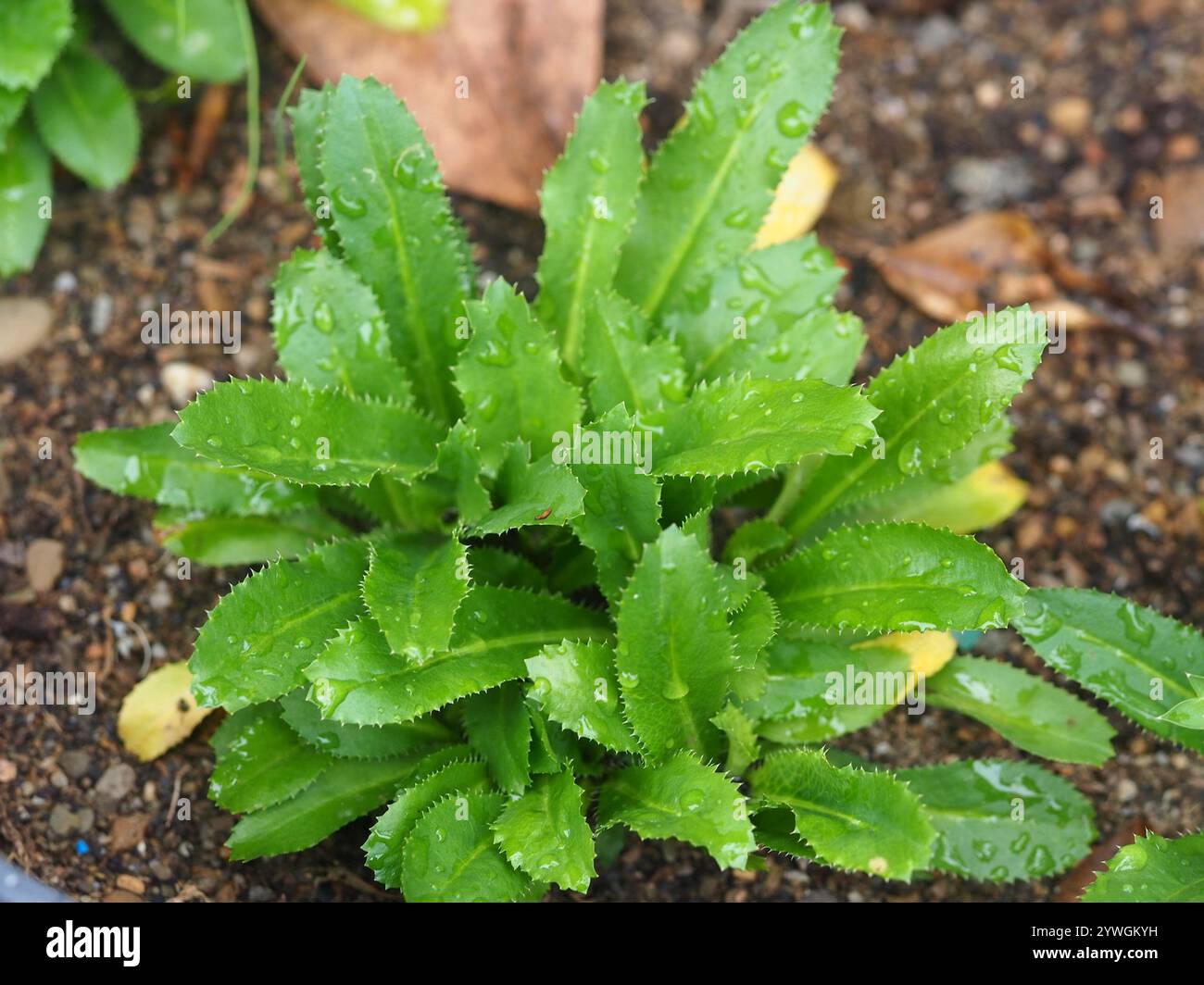 Mexican Culantro (Eryngium foetidum Stock Photo - Alamy