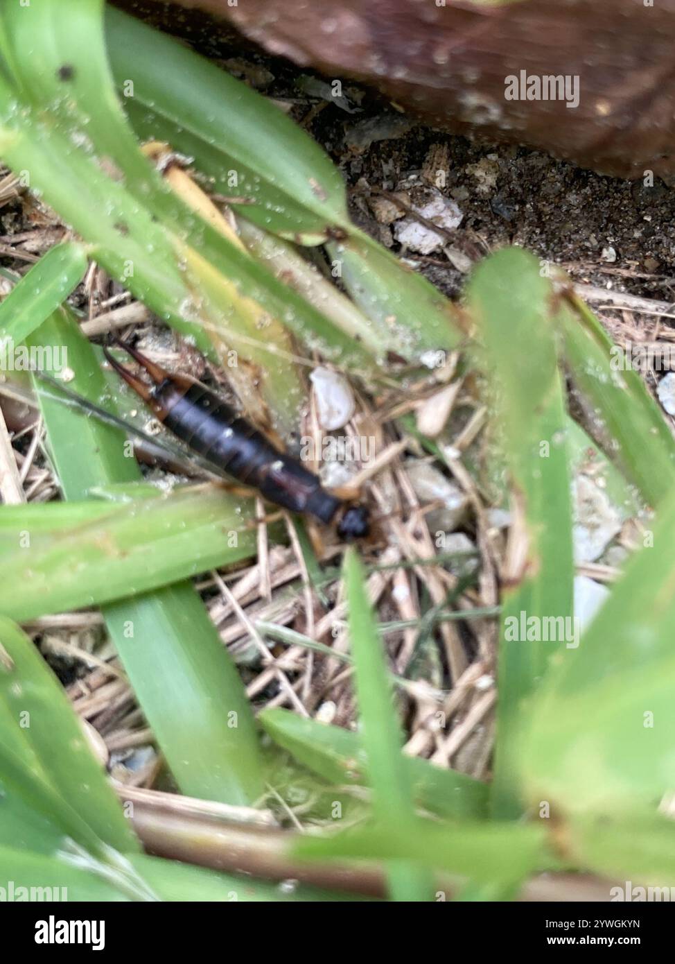 Labidura riparia hi-res stock photography and images - Alamy