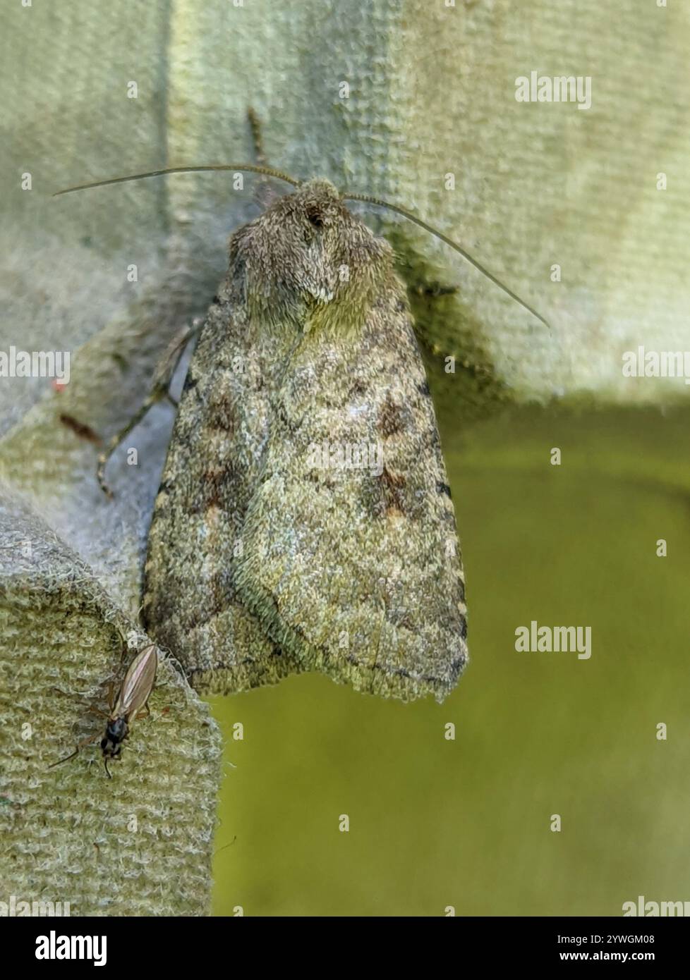 Mottled Rustic (Caradrina morpheus Stock Photo - Alamy