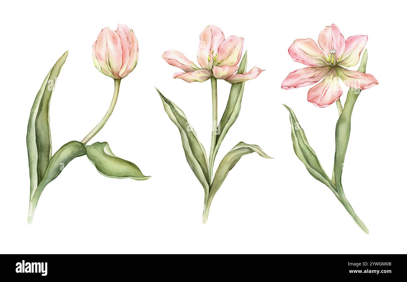 Set of Pastel peach light yellow Tulips and open bud watercolor ...