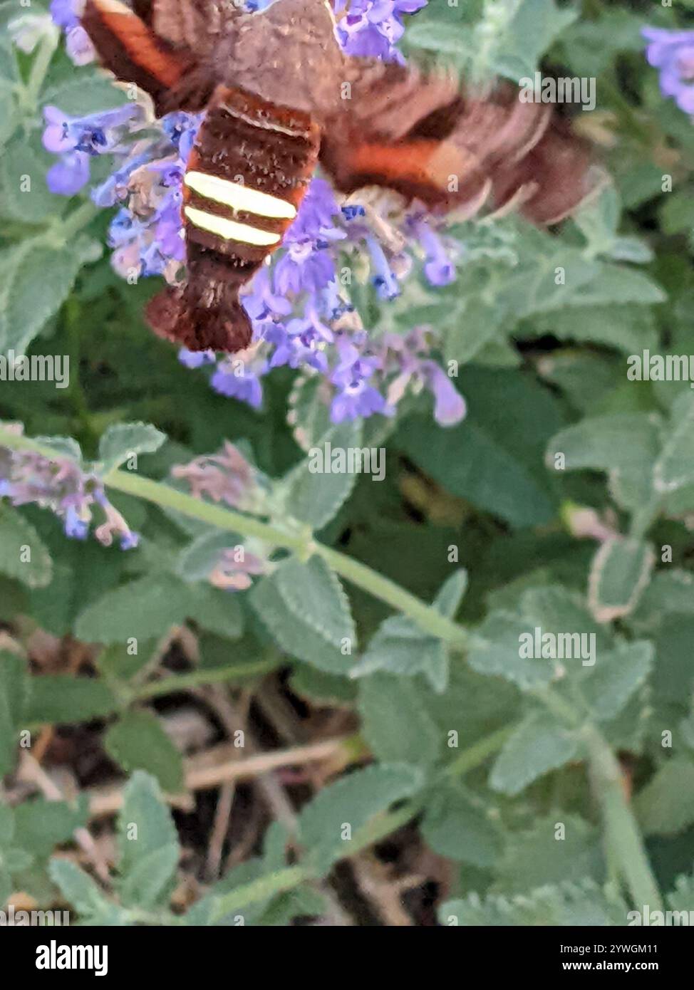 Nessus Sphinx (Amphion floridensis Stock Photo - Alamy