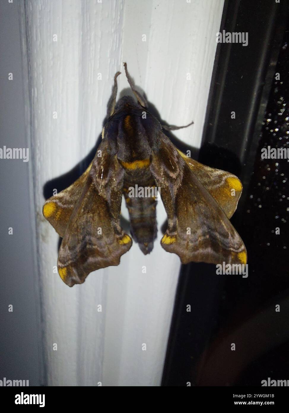 Small-eyed Sphinx (Paonias myops Stock Photo - Alamy