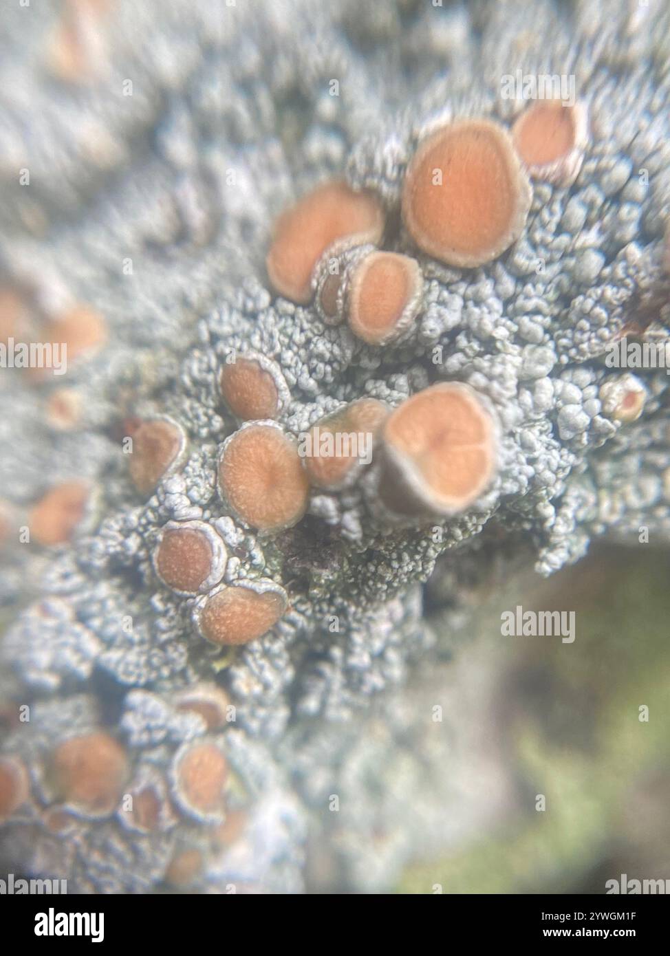 common lichens (Lecanoromycetes Stock Photo - Alamy