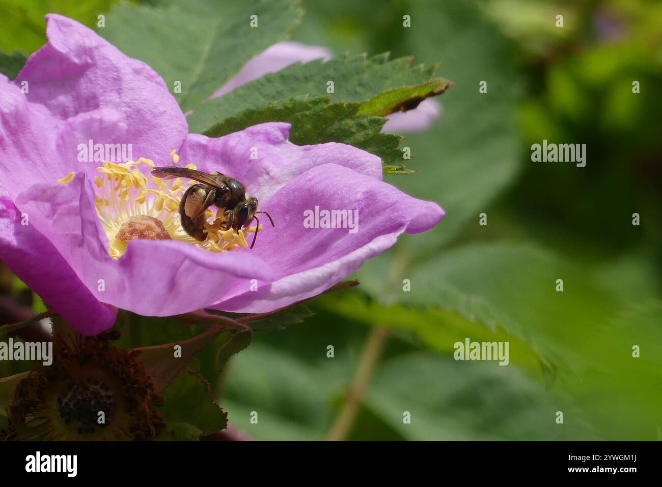 Mining Bees (Andrena Stock Photo - Alamy