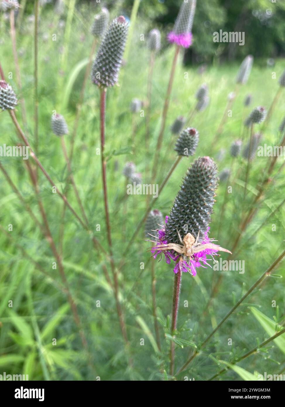 purple prairie clover (Dalea purpurea Stock Photo - Alamy