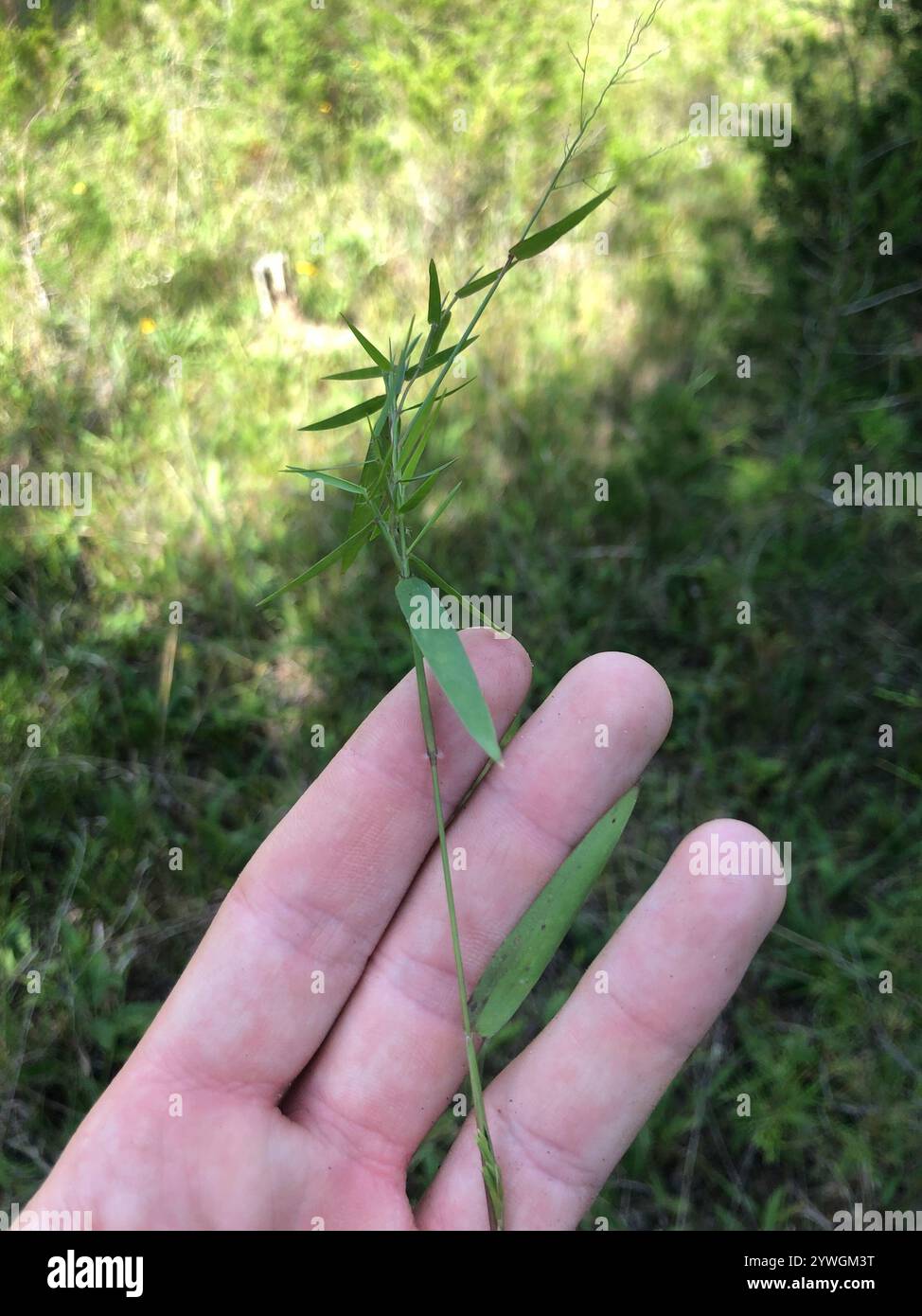 Small-fruited Panicgrass (Dichanthelium dichotomum dichotomum Stock ...