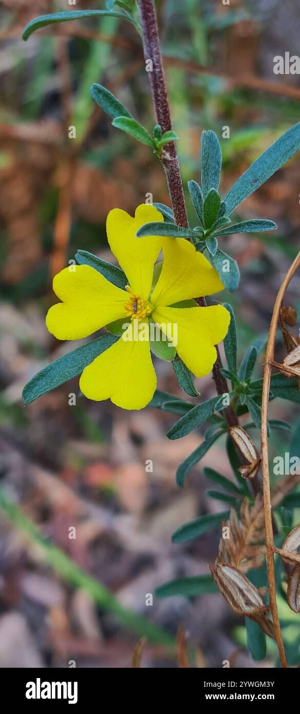 Showy Guinea Flower (Hibbertia linearis Stock Photo - Alamy