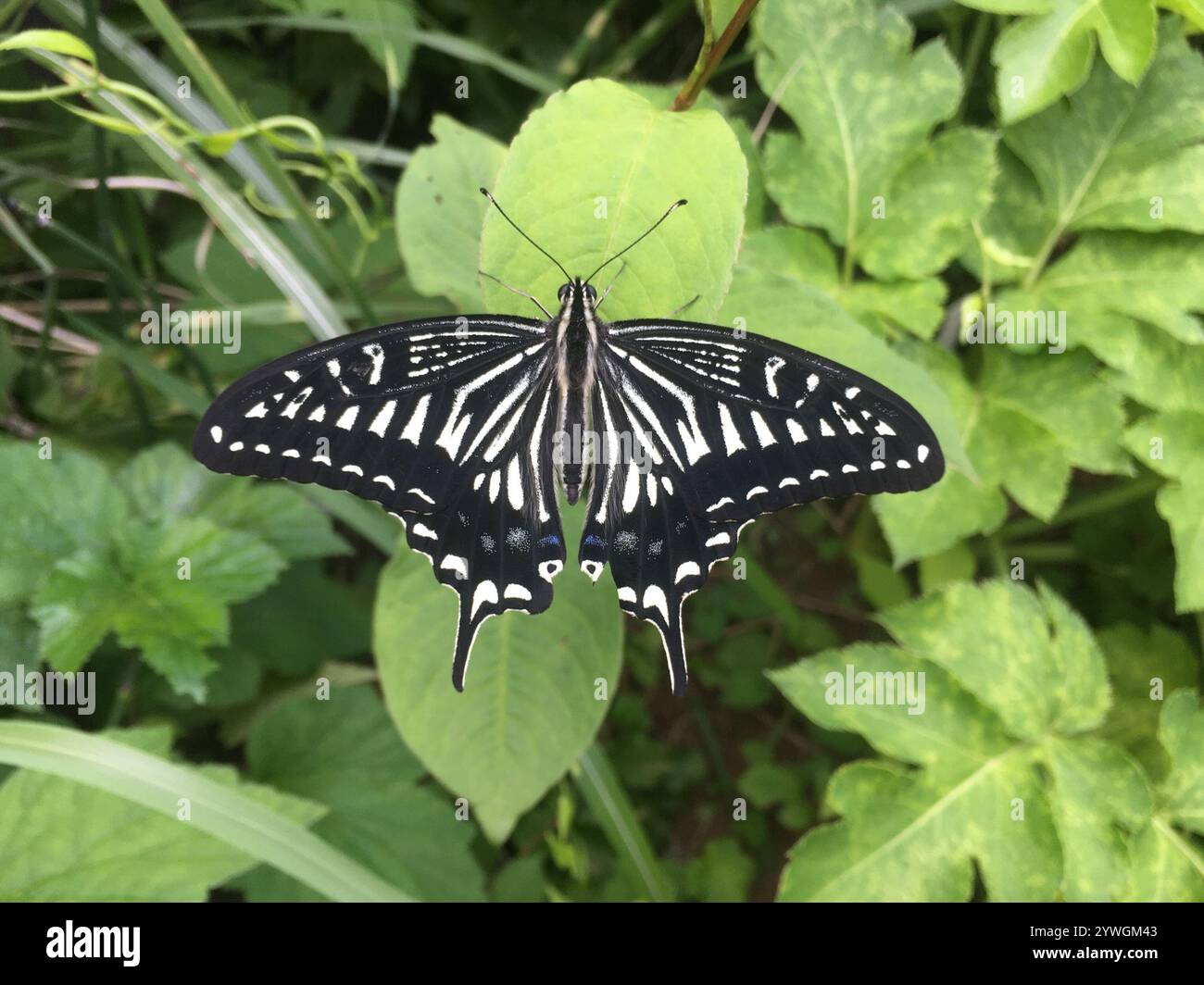 Chinese Yellow Swallowtail (Papilio xuthus Stock Photo - Alamy