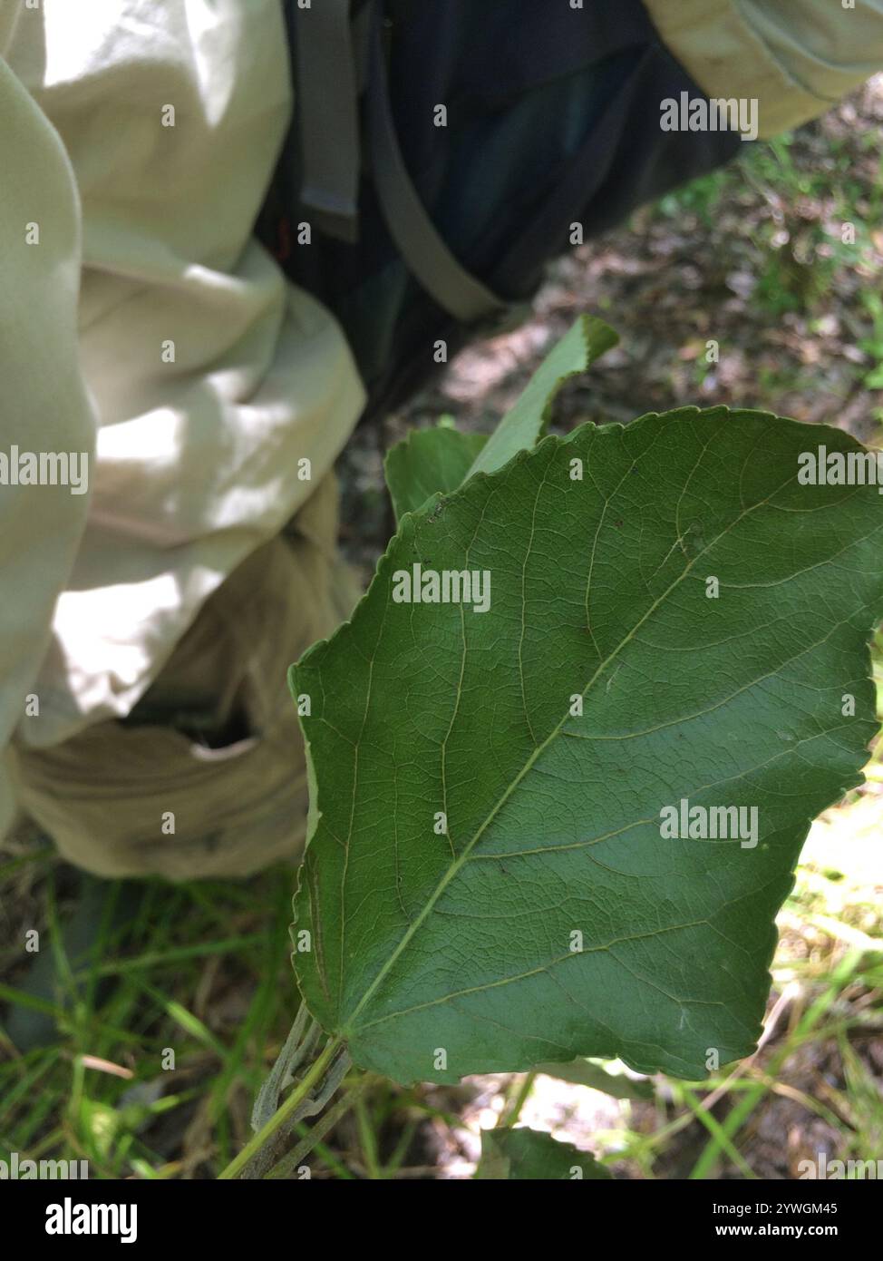 Swamp Cottonwood (Populus heterophylla Stock Photo - Alamy