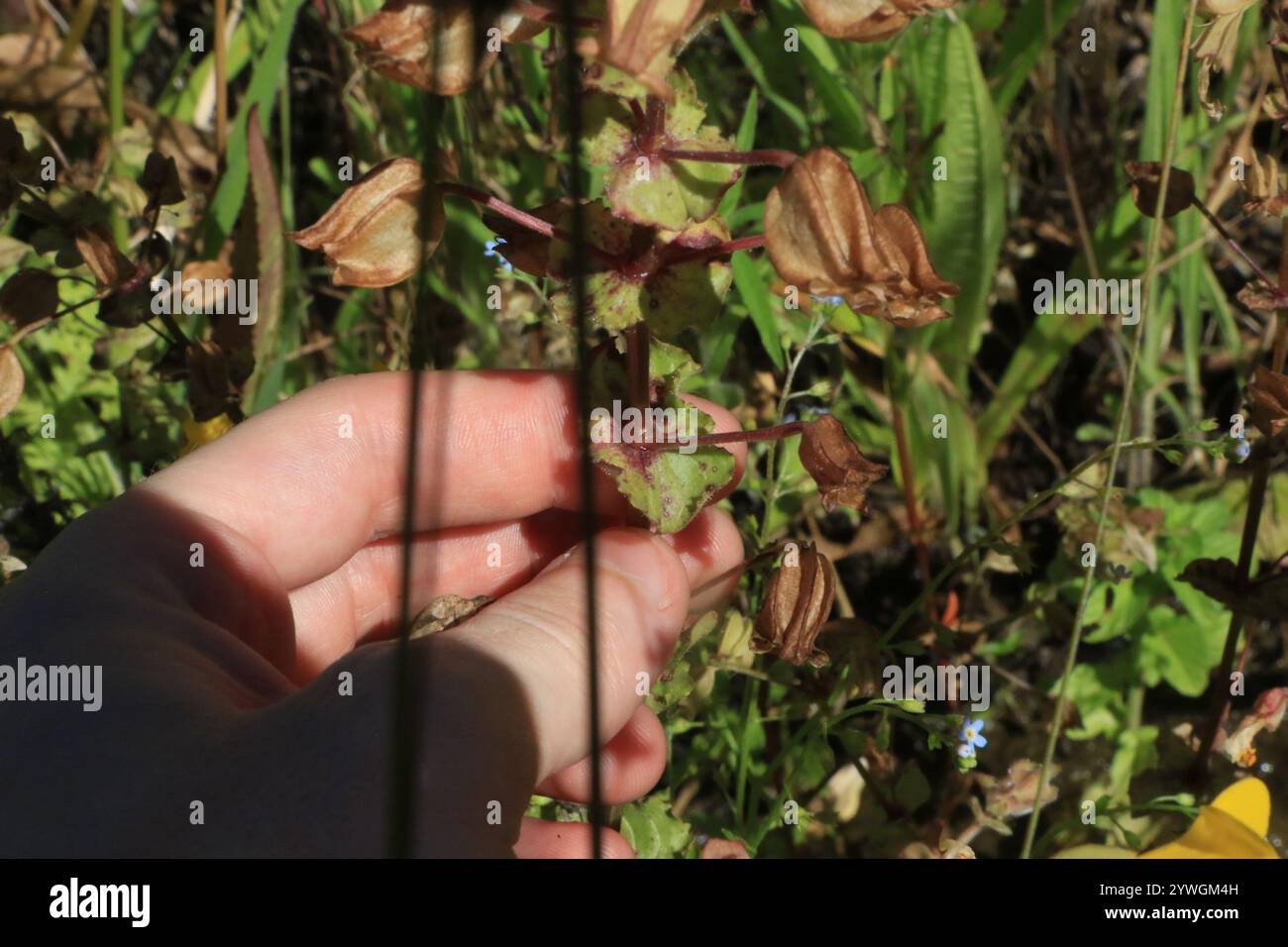seep monkeyflower (Erythranthe guttata Stock Photo - Alamy