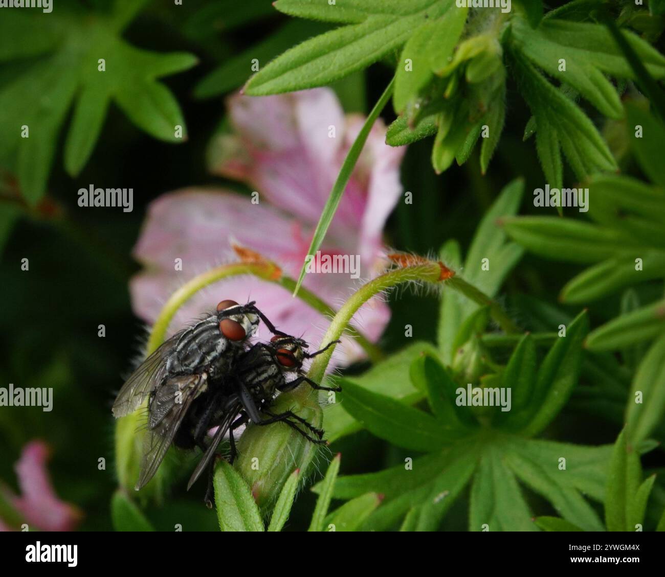 Common Flesh Flies (Sarcophaga Stock Photo - Alamy