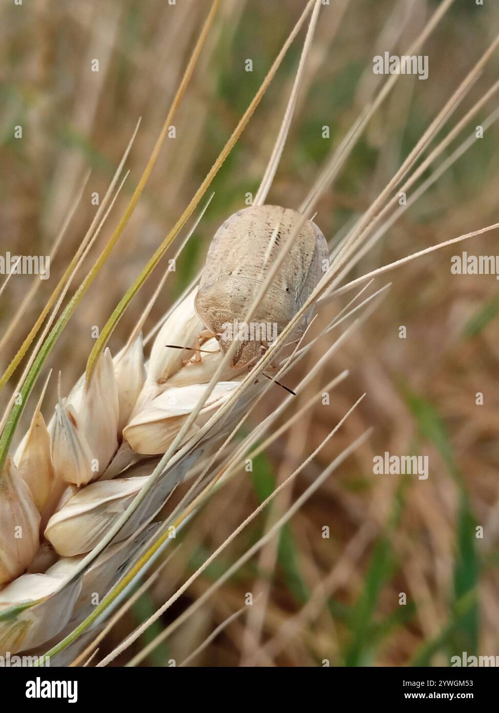 southern broad-bellied bug (Eurygaster austriaca Stock Photo - Alamy