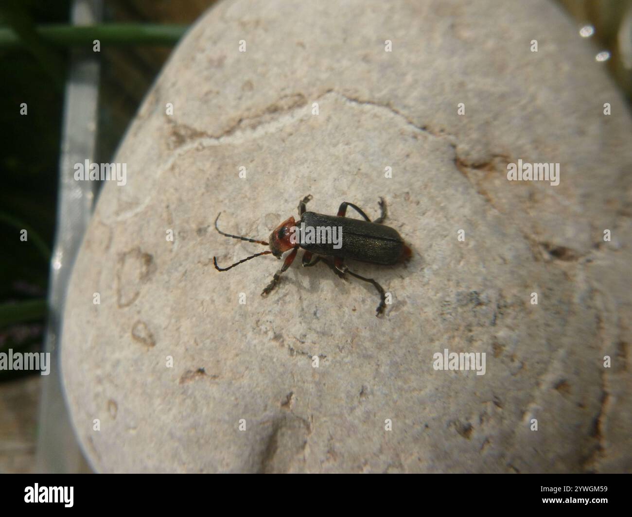 Rustic Sailor Beetle (Cantharis rustica Stock Photo - Alamy
