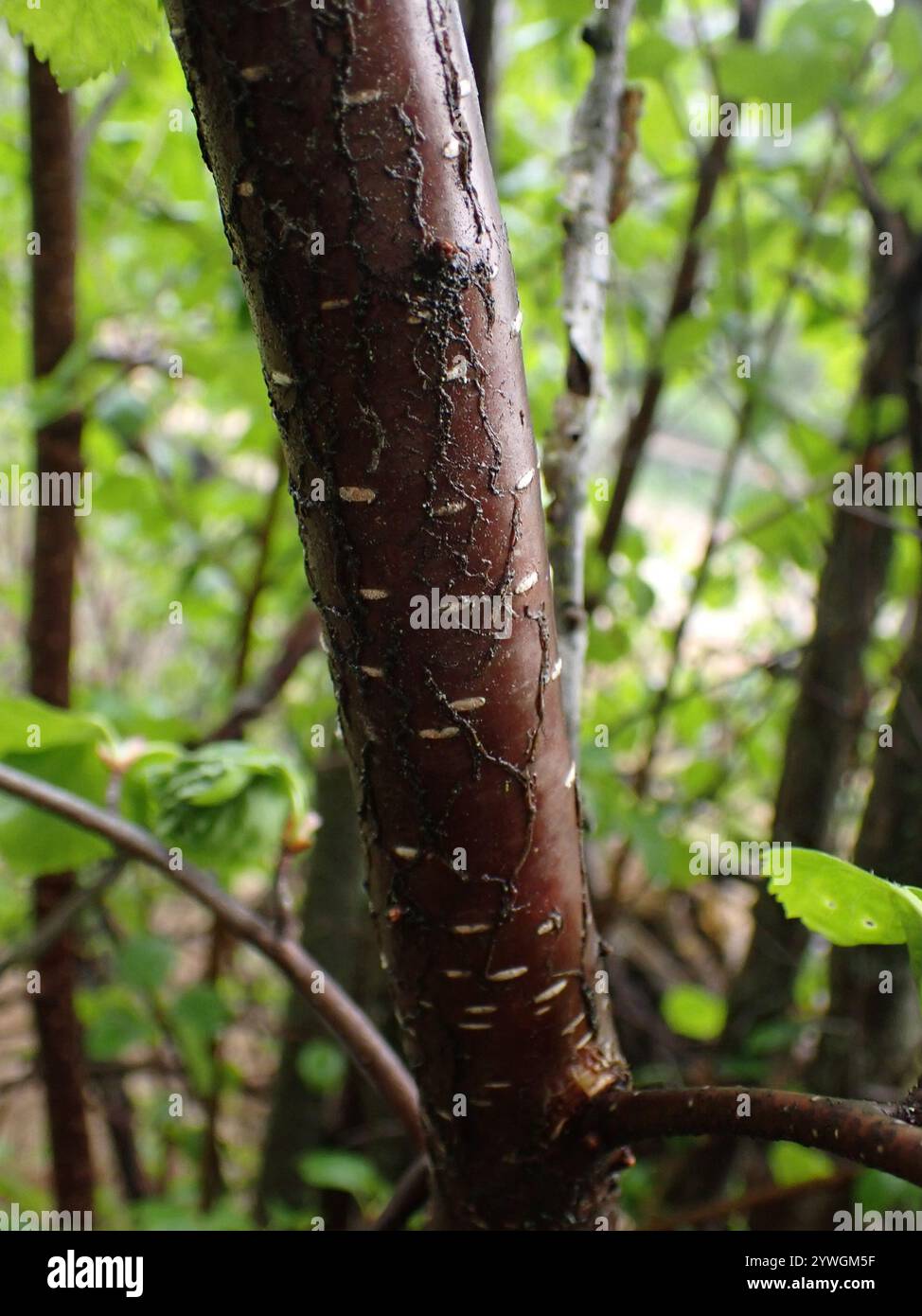 water birch (Betula occidentalis Stock Photo - Alamy