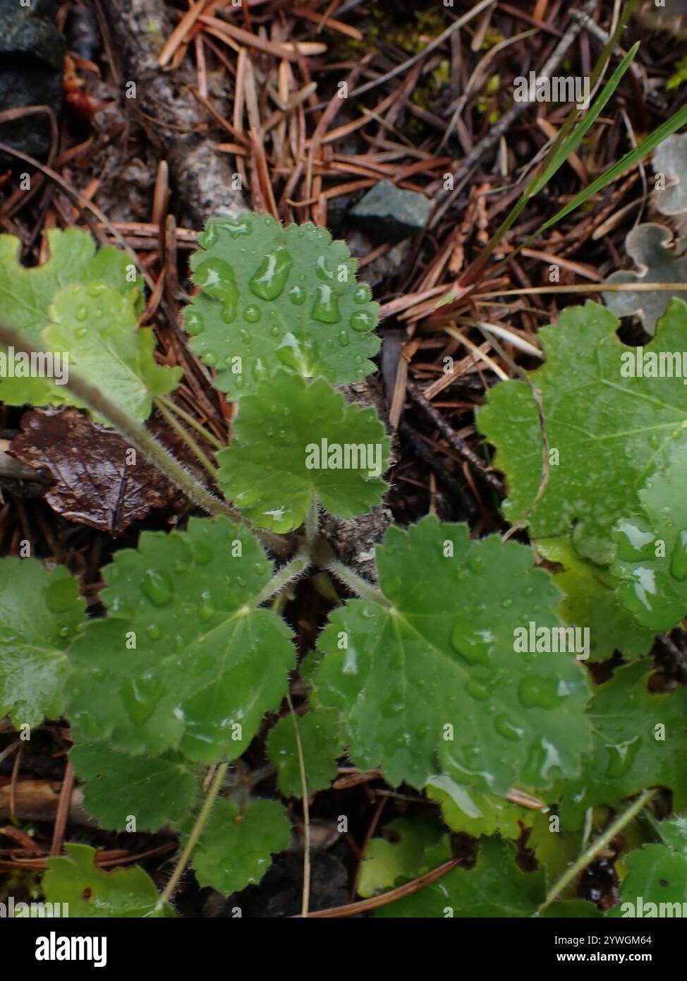 roundleaf alumroot (Heuchera cylindrica Stock Photo - Alamy