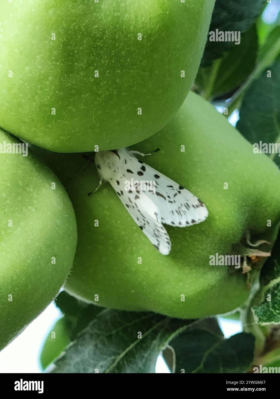 Fall Webworm Moth (Hyphantria cunea Stock Photo - Alamy
