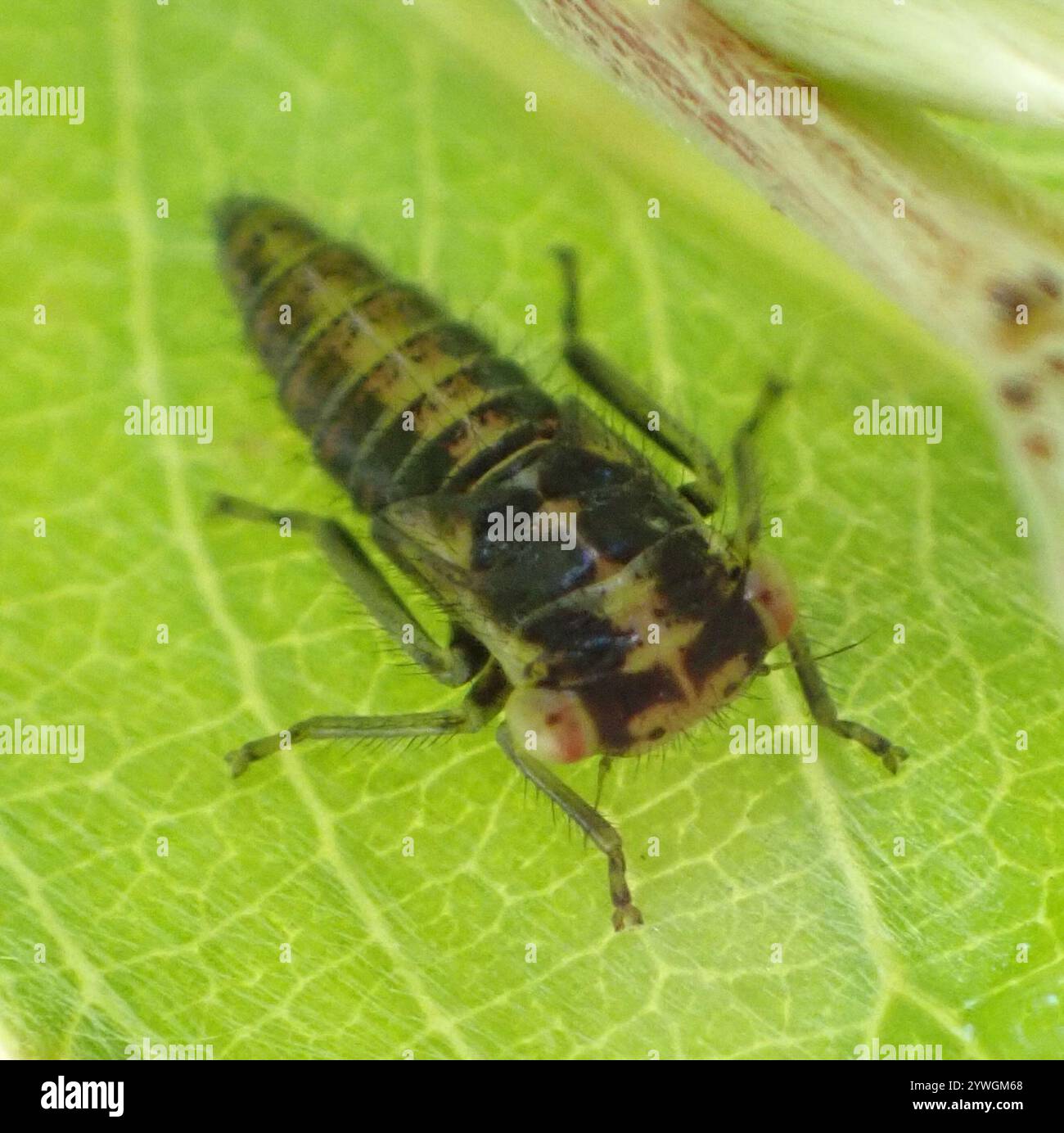 True Hoppers (Auchenorrhyncha Stock Photo - Alamy