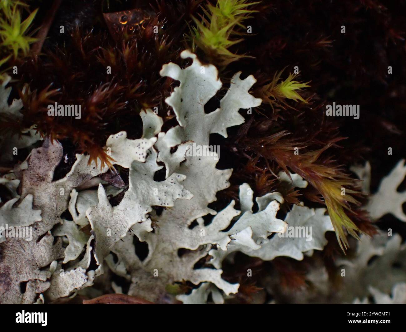 shield lichen (Parmelia sulcata Stock Photo - Alamy
