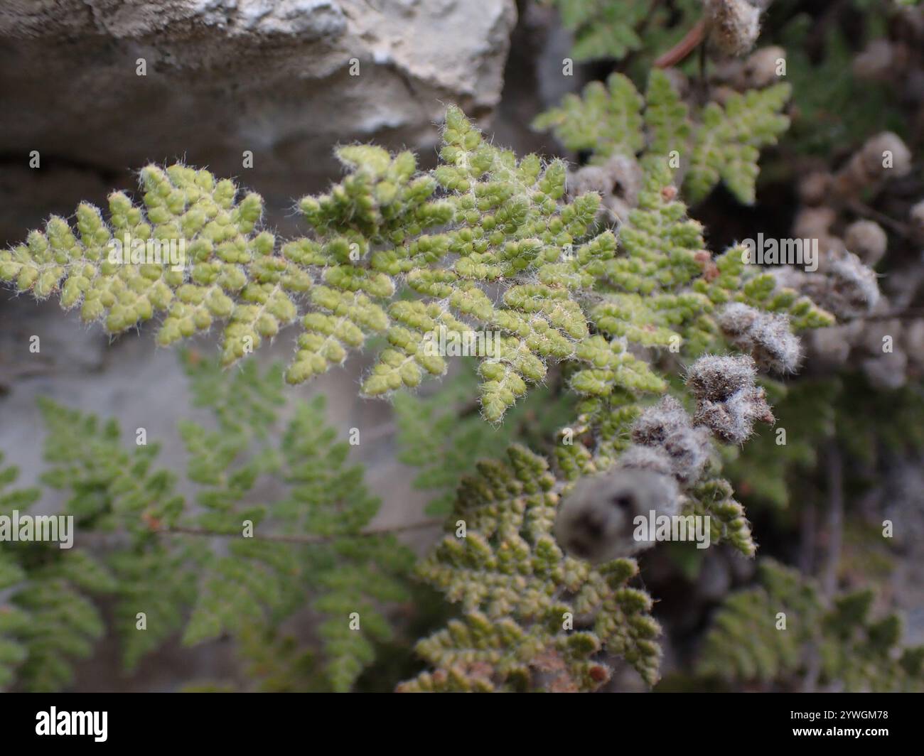 Fee's lip fern (Myriopteris gracilis Stock Photo - Alamy