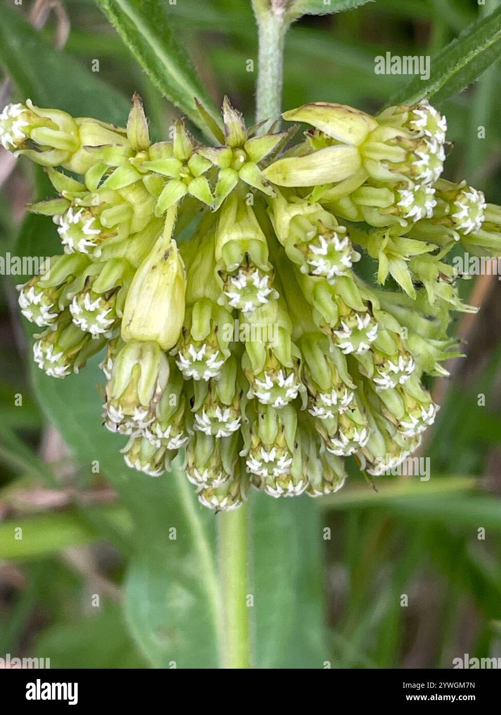 green comet milkweed (Asclepias viridiflora Stock Photo - Alamy