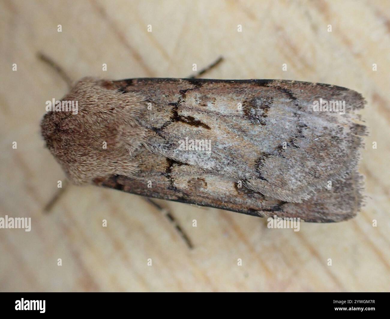 Turnip Moth (Agrotis segetum Stock Photo - Alamy