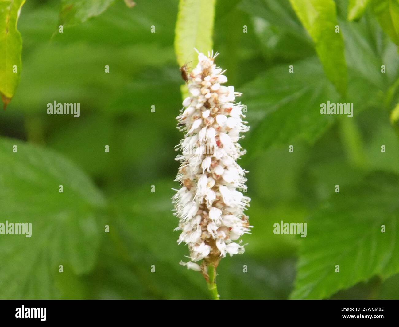 common bistort (Bistorta officinalis Stock Photo - Alamy